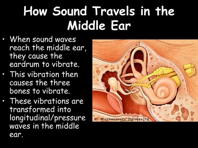 the_human_ear-outer,middle,inner ear,external auditory canal,tympanic ...