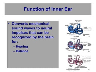 the_human_ear-outer,middle,inner ear,external auditory canal,tympanic ...