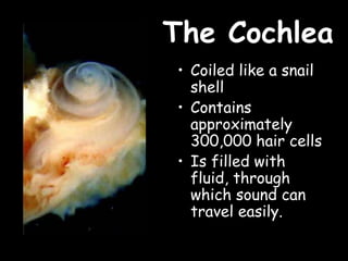 the_human_ear-outer,middle,inner ear,external auditory canal,tympanic ...