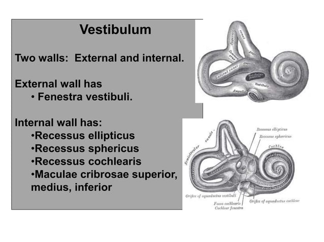 the_human_ear-outer,middle,inner ear,external auditory canal,tympanic ...
