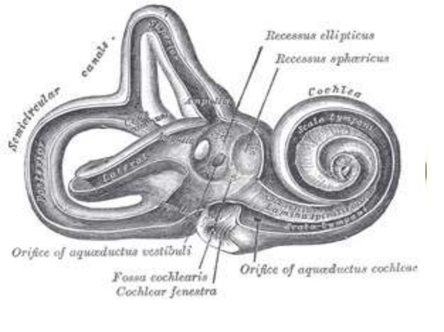 the_human_ear-outer,middle,inner ear,external auditory canal,tympanic ...