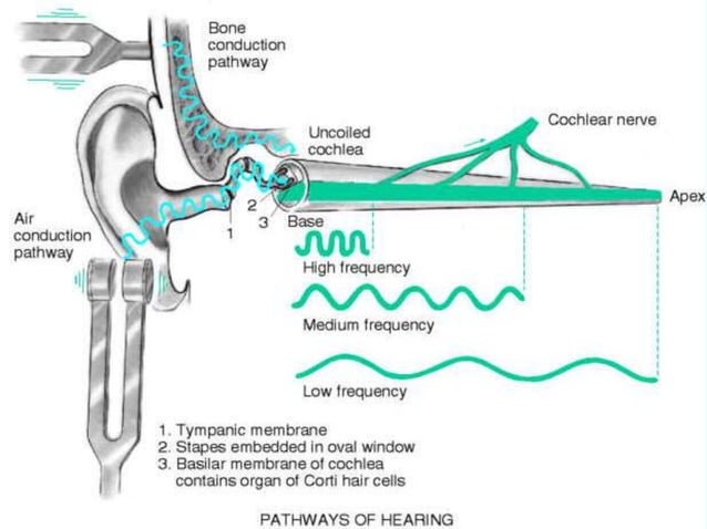 the_human_ear-outer,middle,inner ear,external auditory canal,tympanic ...