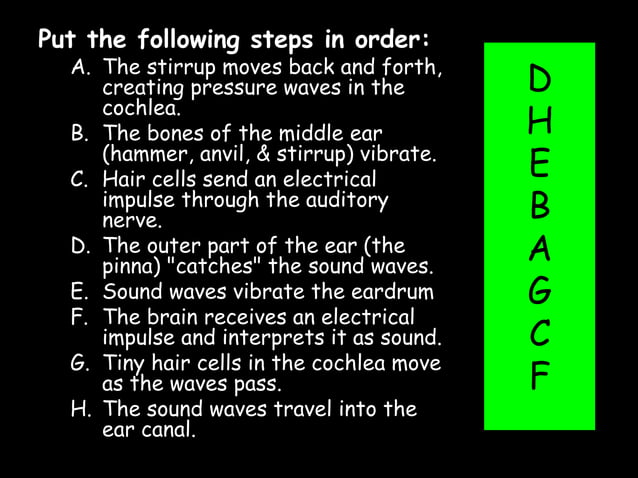 the_human_ear-outer,middle,inner ear,external auditory canal,tympanic ...