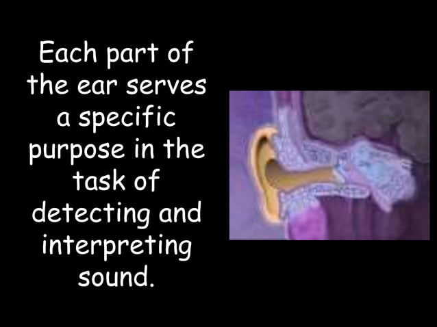 the_human_ear-outer,middle,inner ear,external auditory canal,tympanic ...