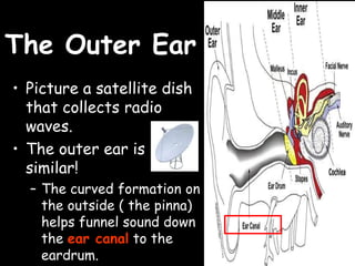 the_human_ear-outer,middle,inner ear,external auditory canal,tympanic ...