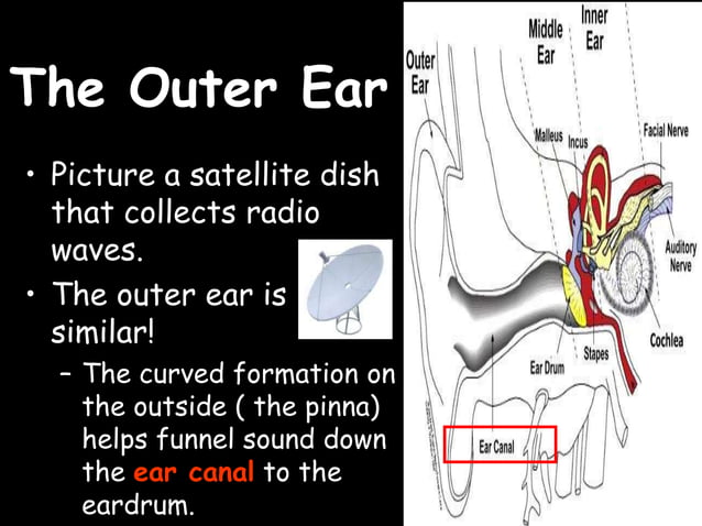the_human_ear-outer,middle,inner ear,external auditory canal,tympanic ...