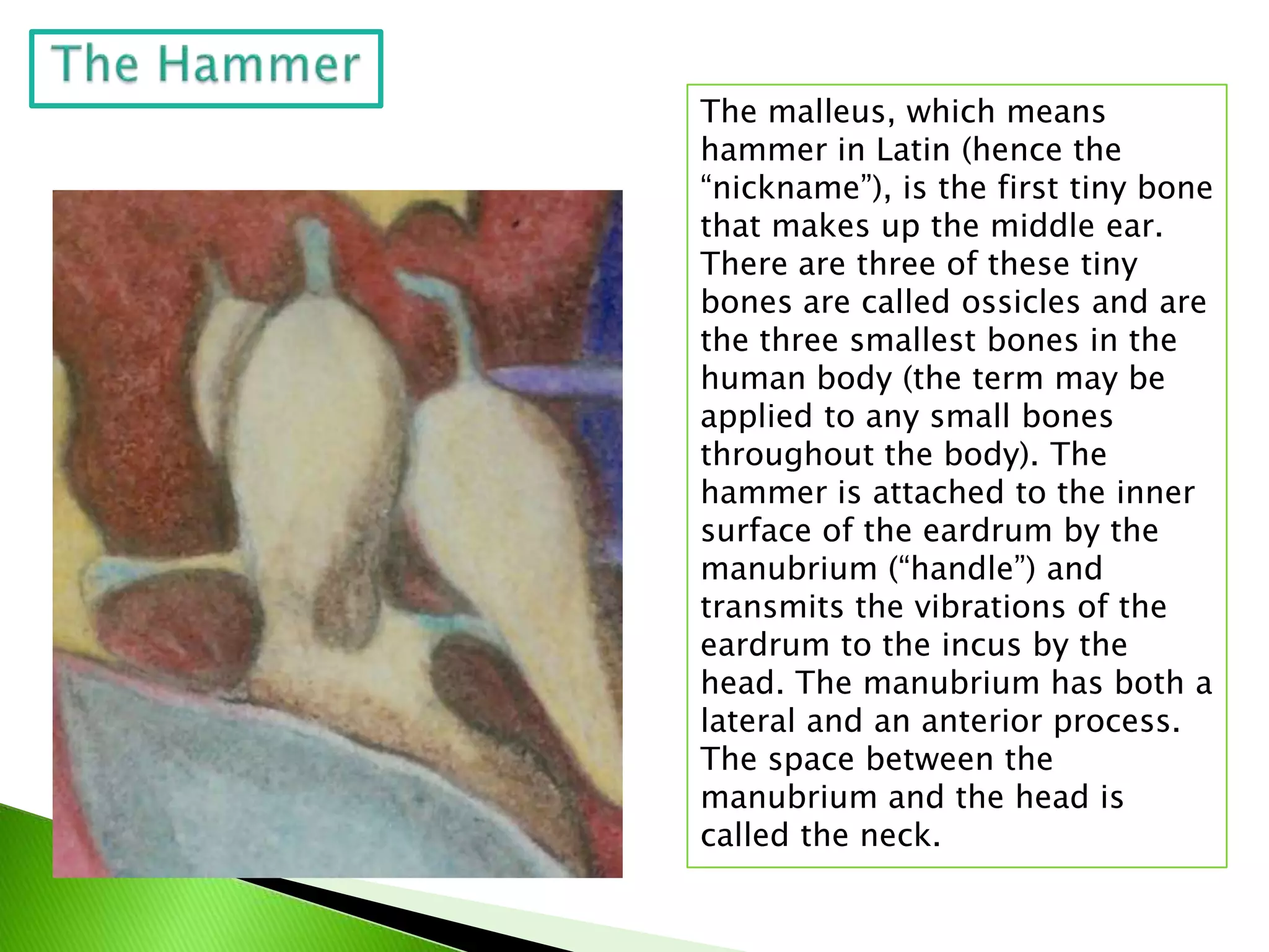 The Human Ear and Sound | PPTX