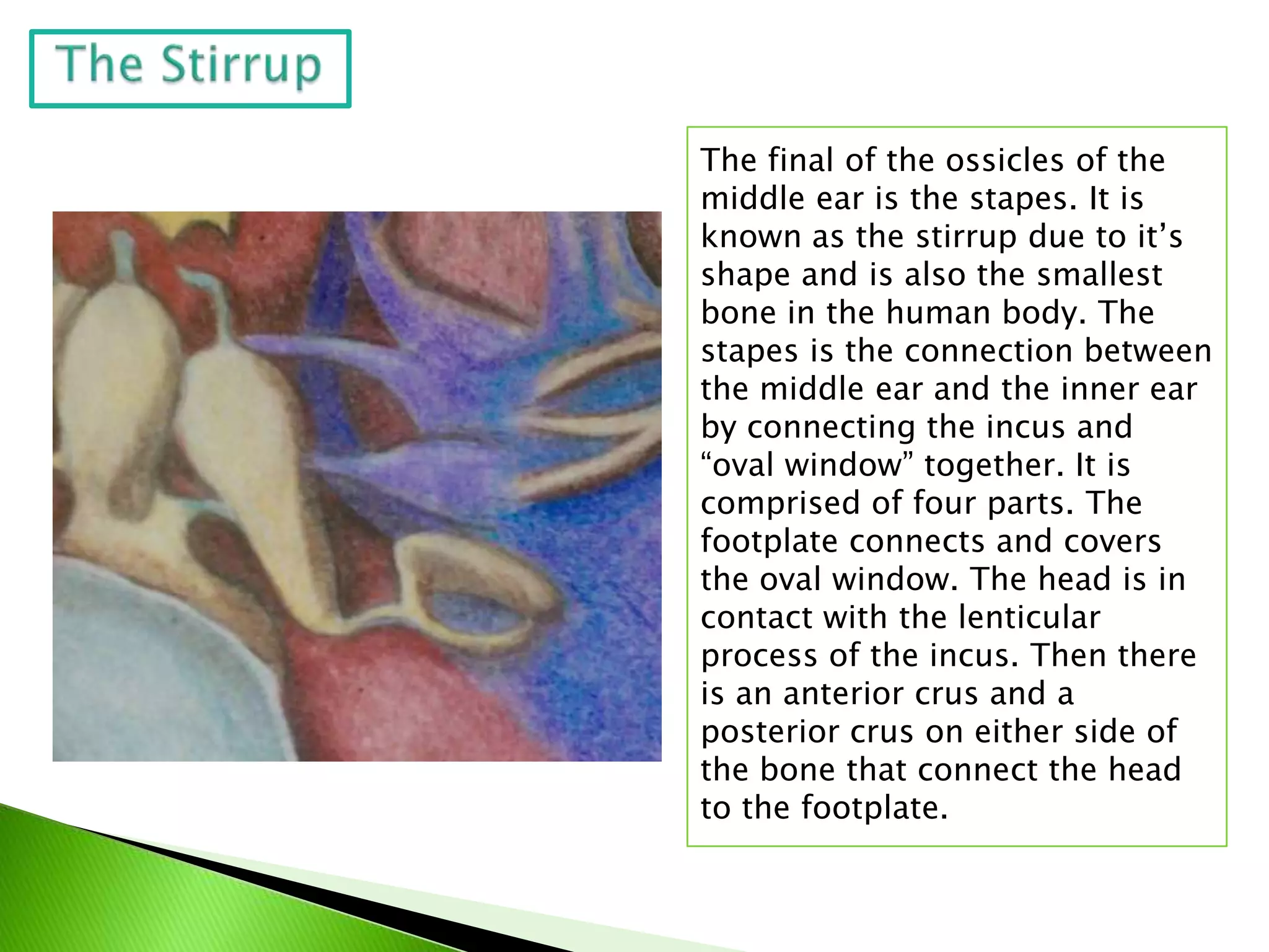 The Human Ear and Sound | PPTX