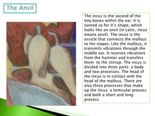 The Human Ear and Sound | PPTX