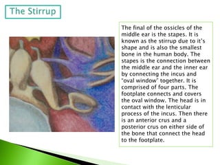 The Human Ear and Sound | PPTX