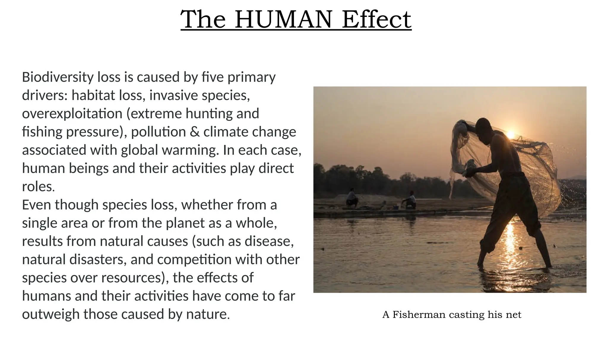 The HUMAN Effect on the population of animals | PPTX