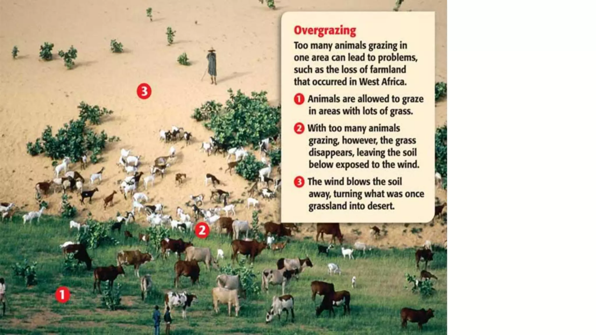 Population and Overpopulation - Leaving Cert Geography | PPTX