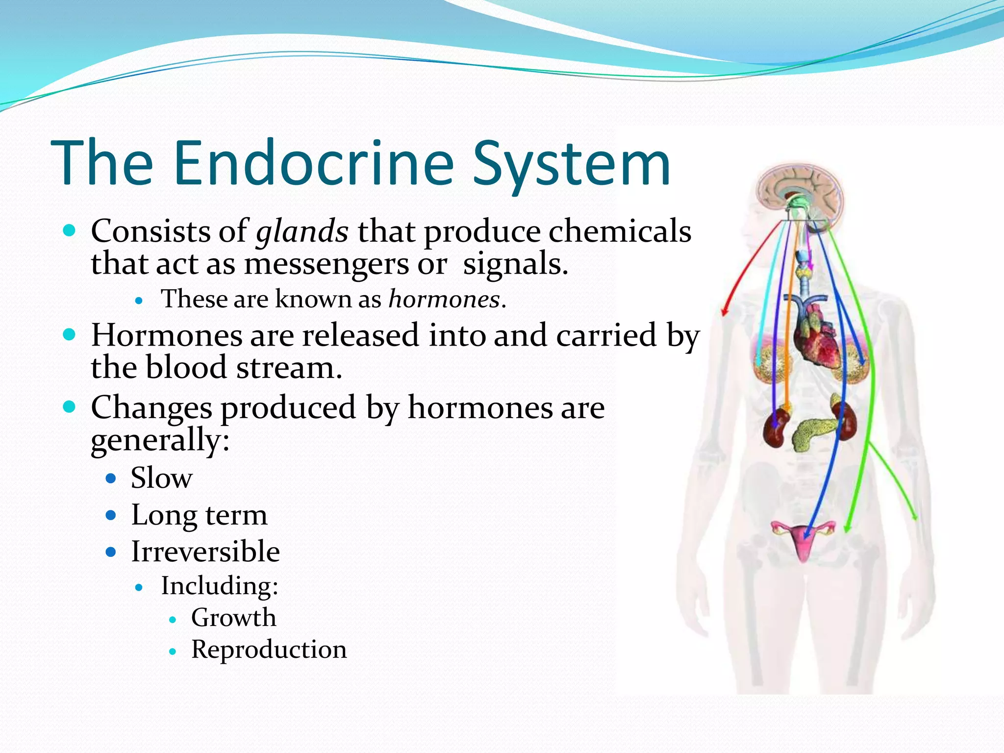 The human endocrine system | PPTX