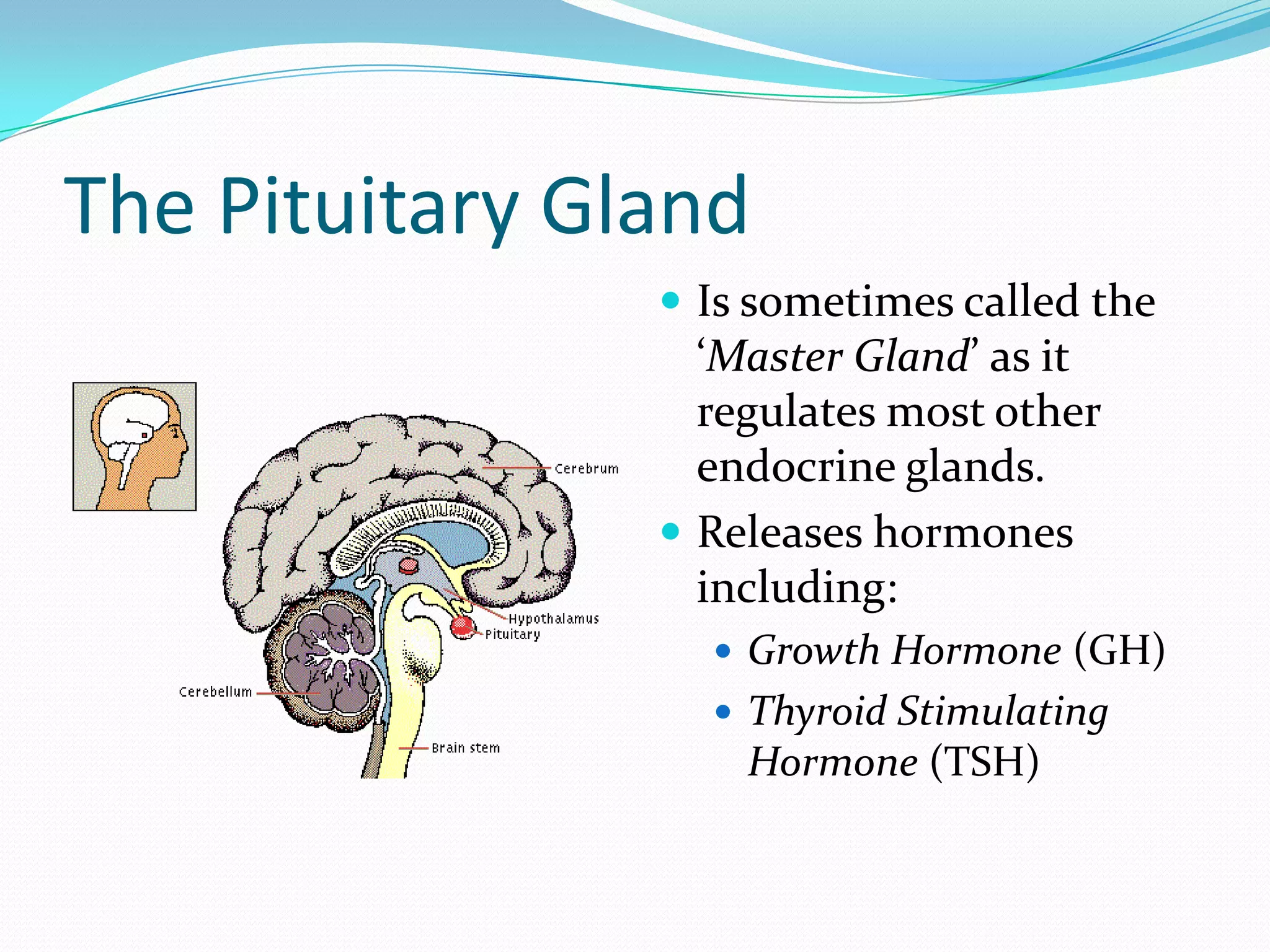 The human endocrine system | PPTX