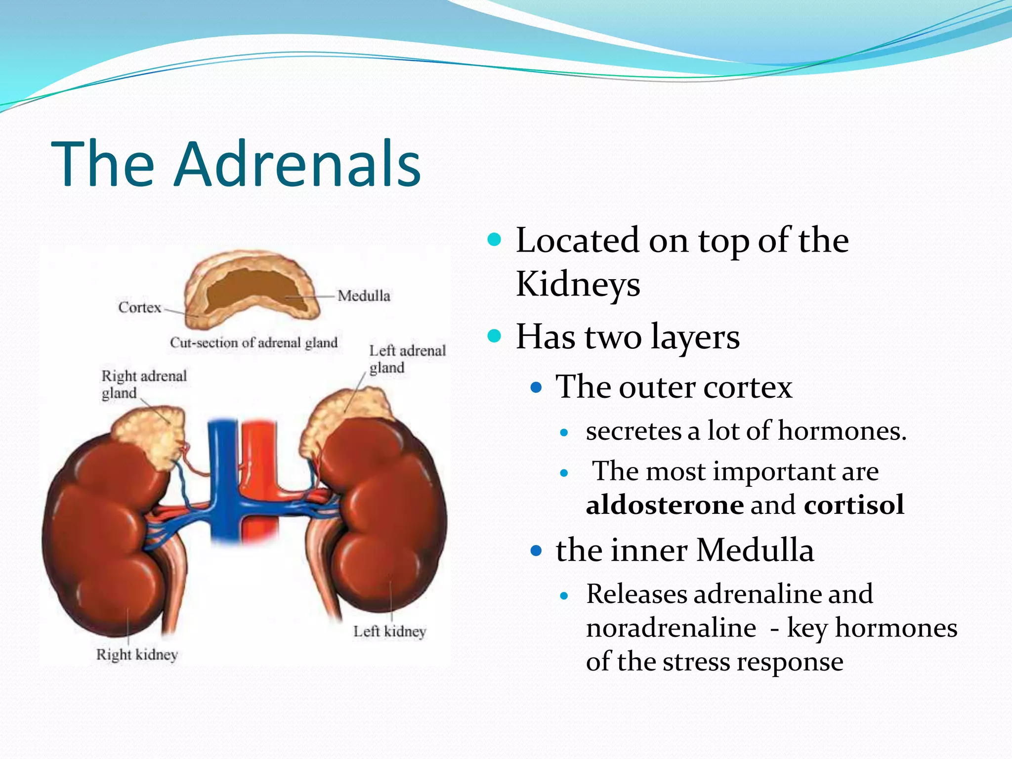The human endocrine system | PPTX
