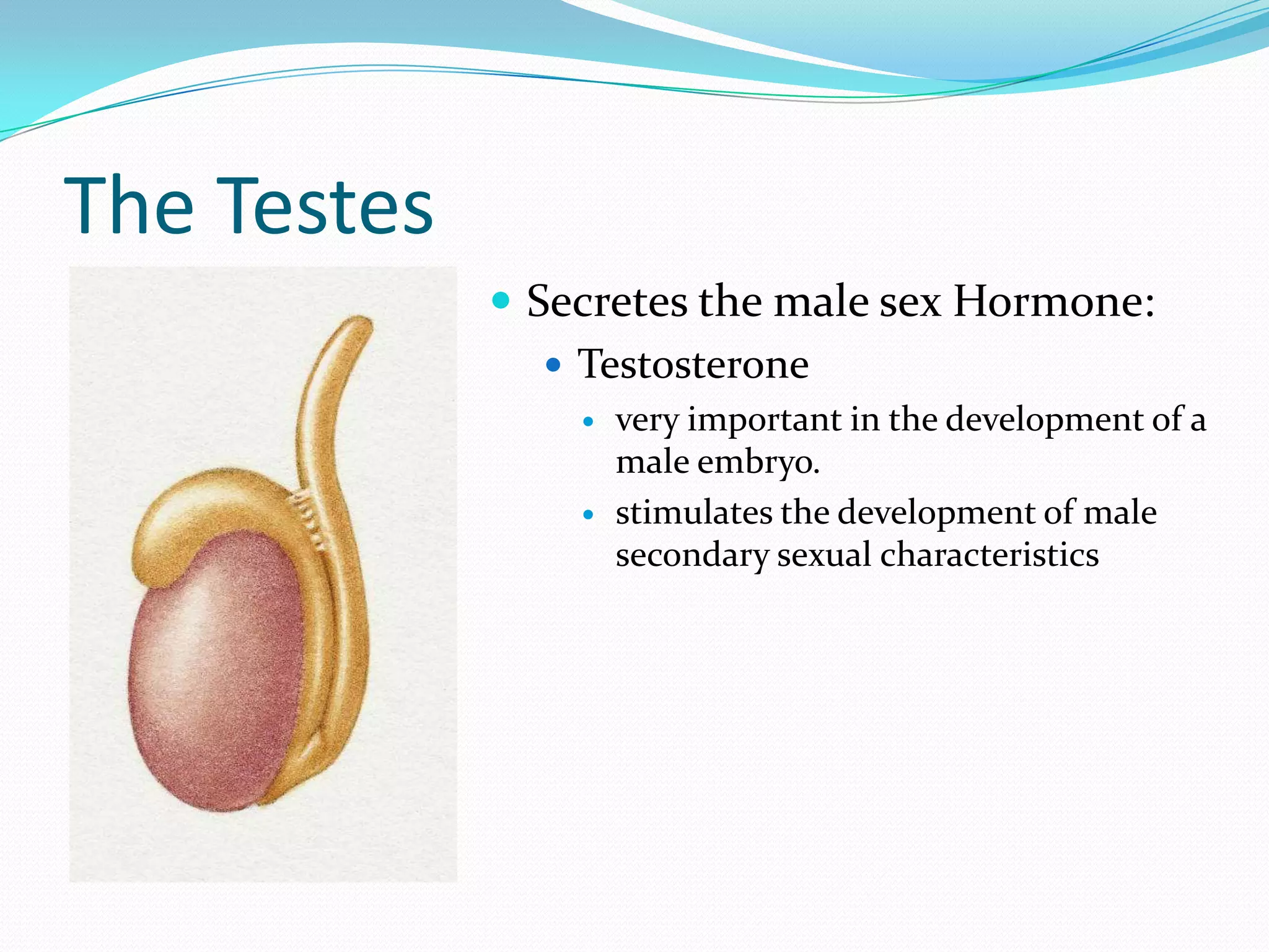 The human endocrine system | PPTX