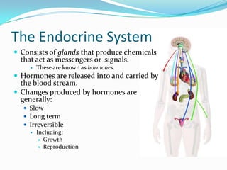 The human endocrine system | PPTX