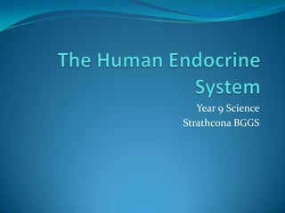 The Human Endocrine System | PPT