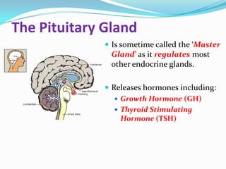 The Human Endocrine System | PPT