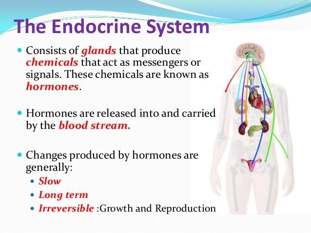 The Human Endocrine System