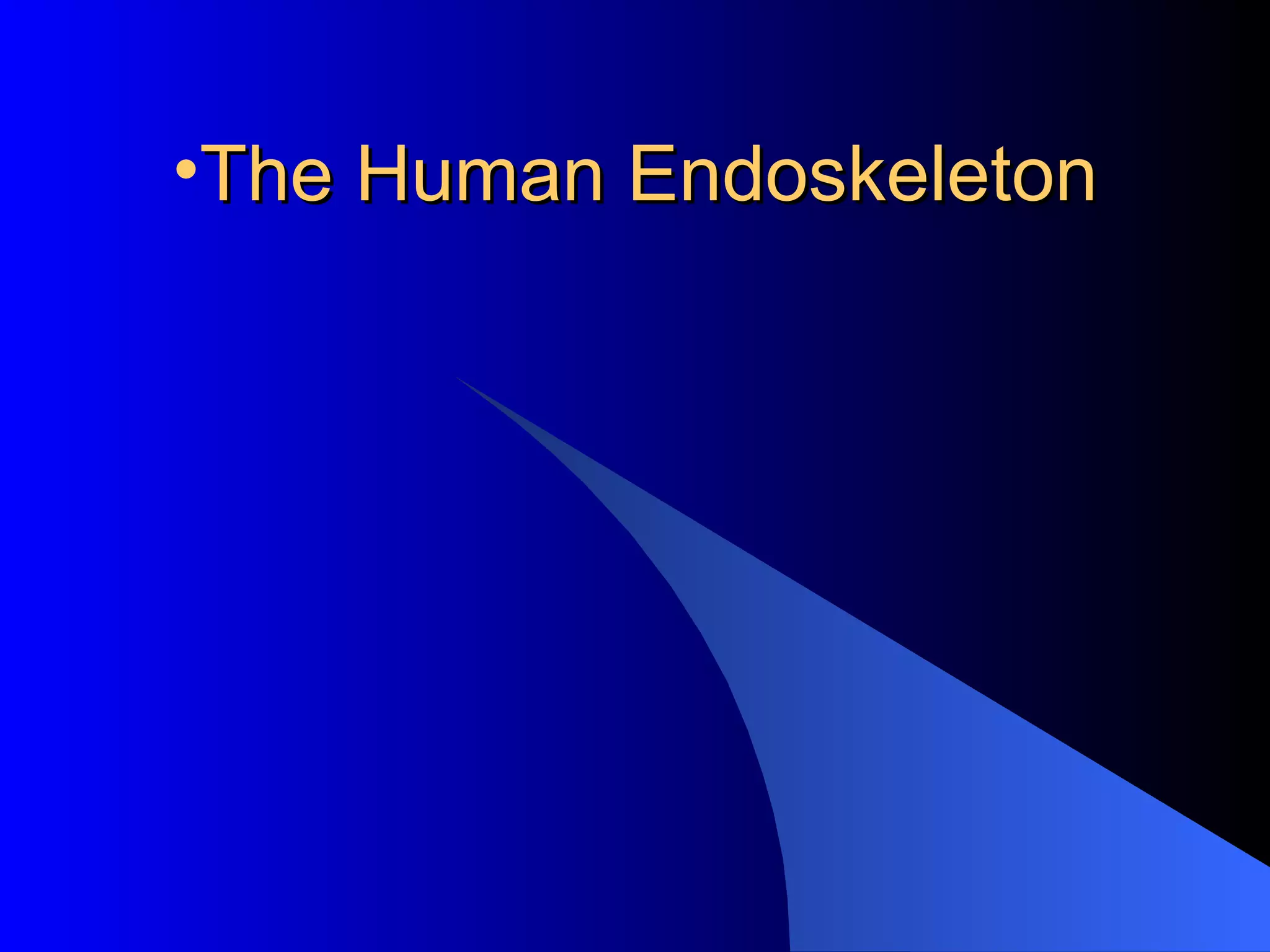 The human endoskeleton | PPT
