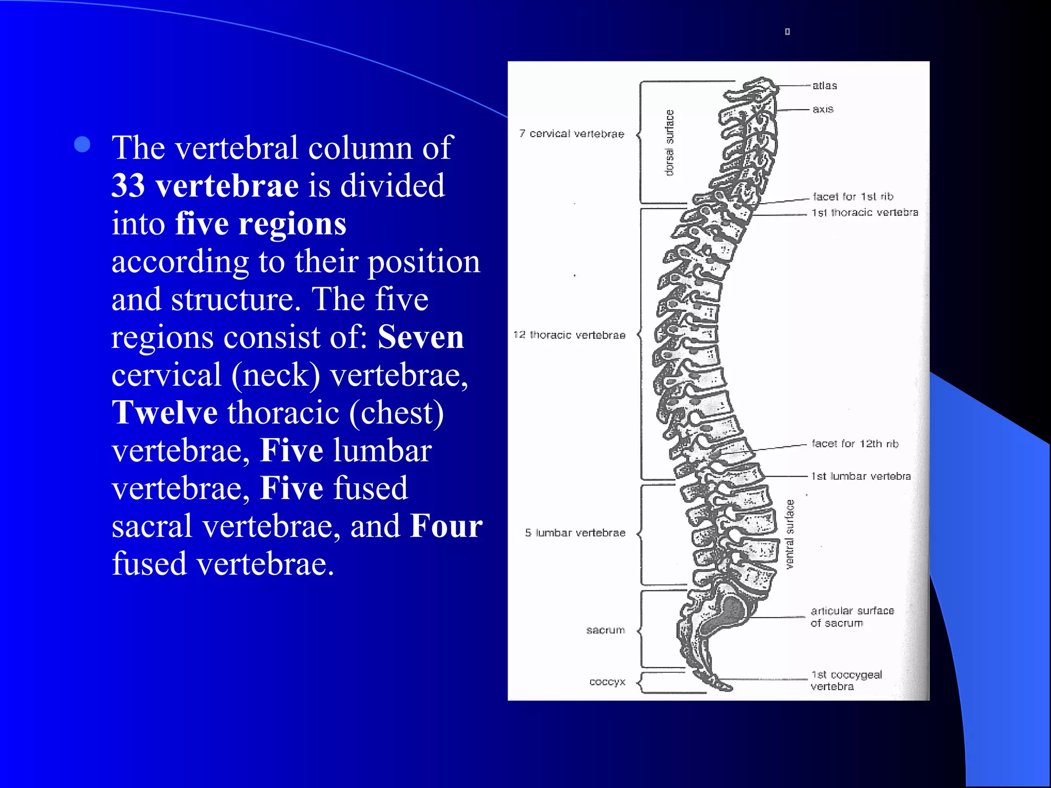 The human endoskeleton | PPT