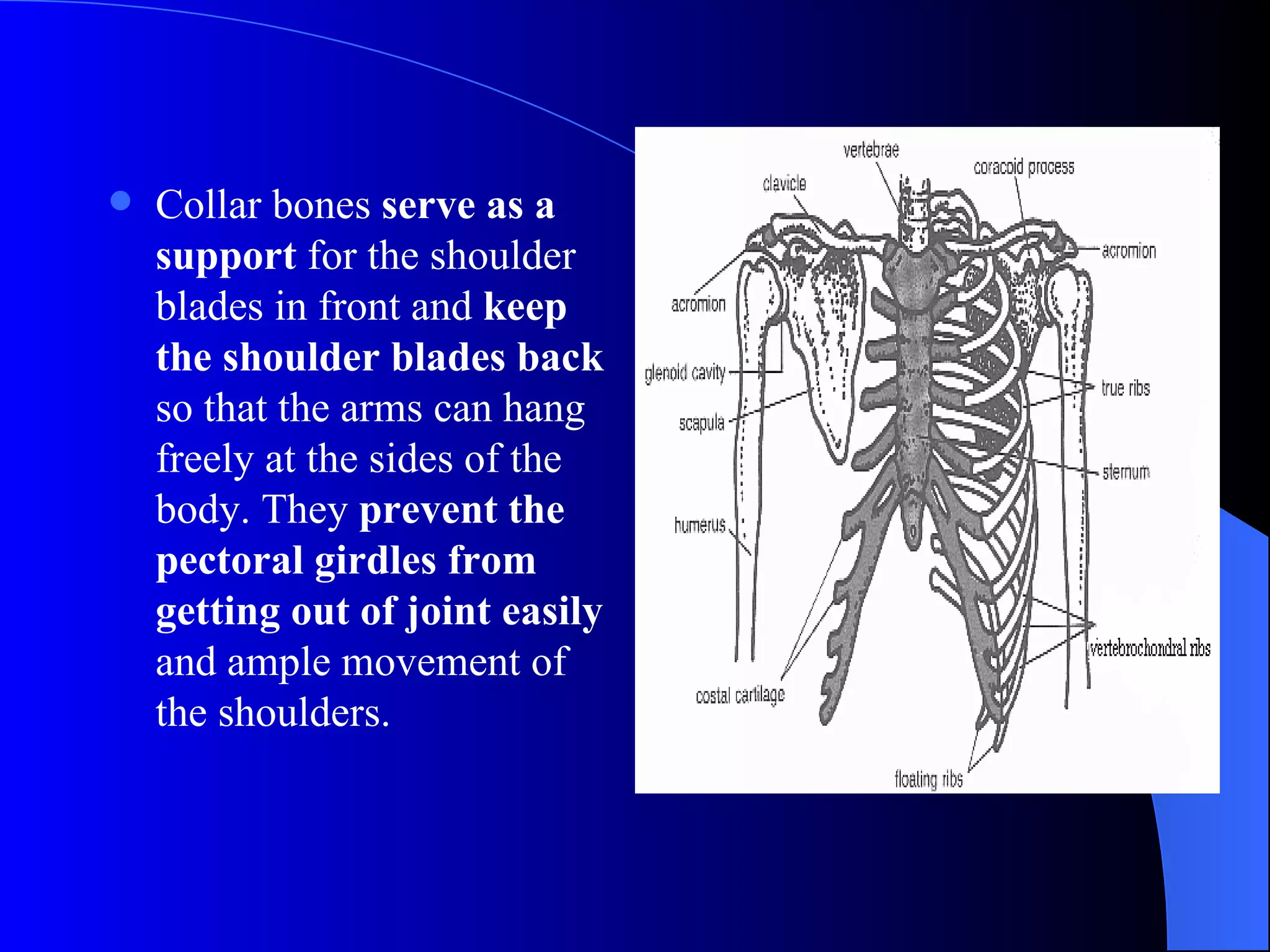 The human endoskeleton | PPT