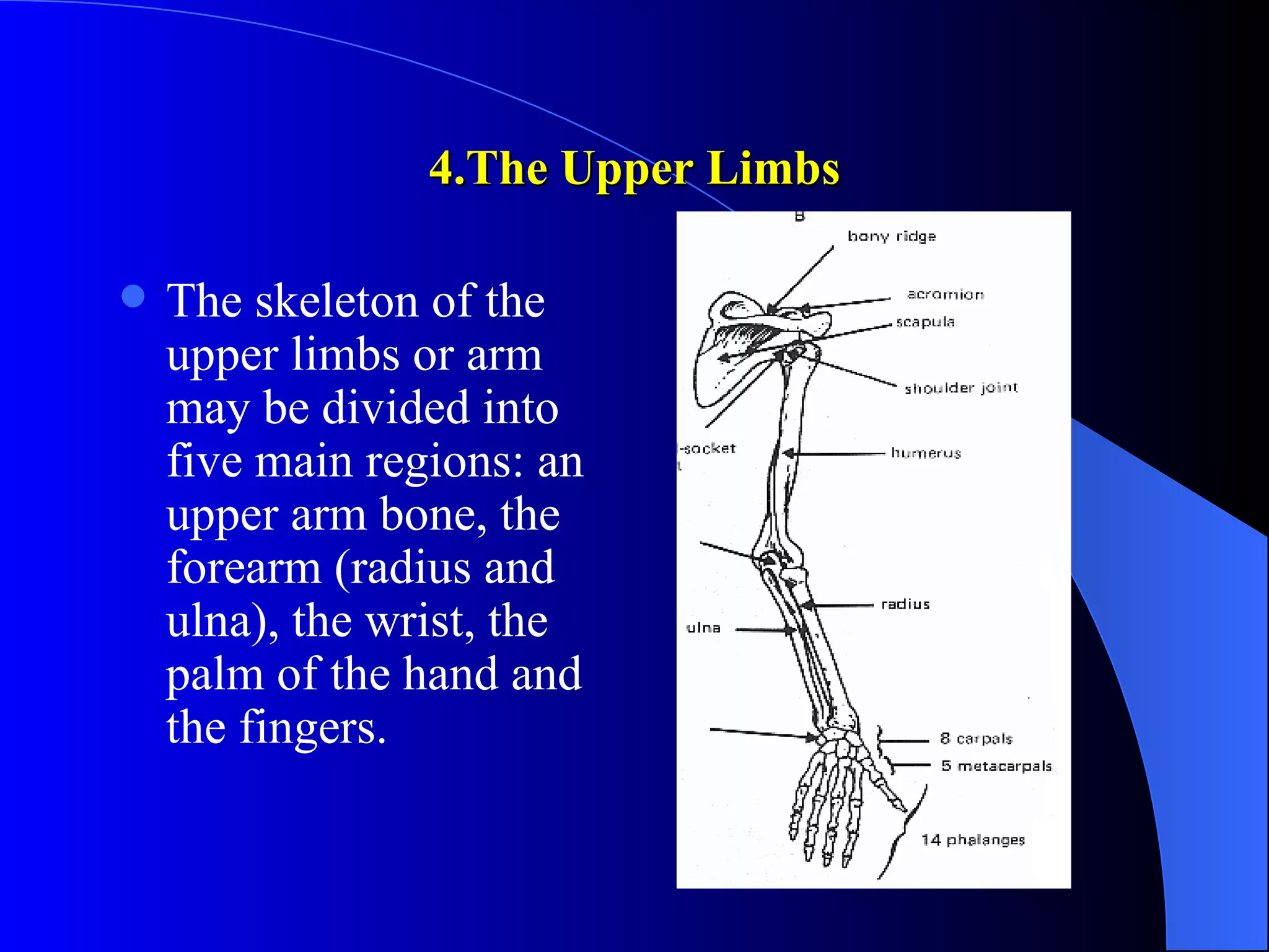 The human endoskeleton | PPT