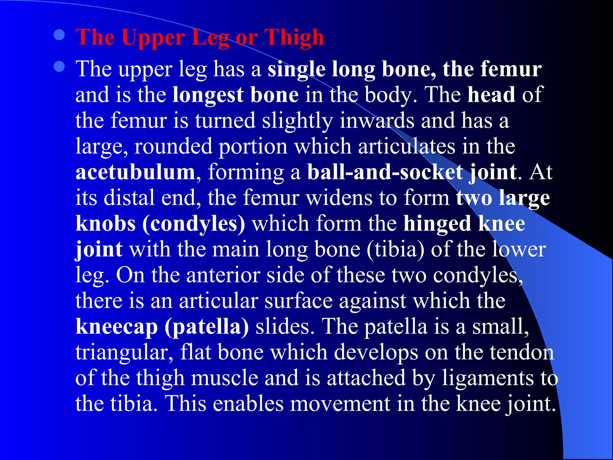 The human endoskeleton | PPT