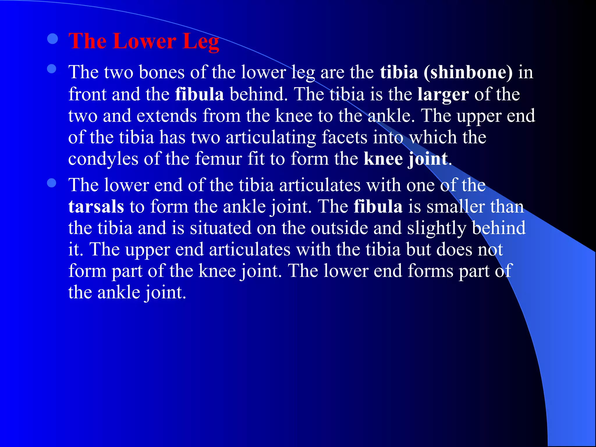 The human endoskeleton | PPT