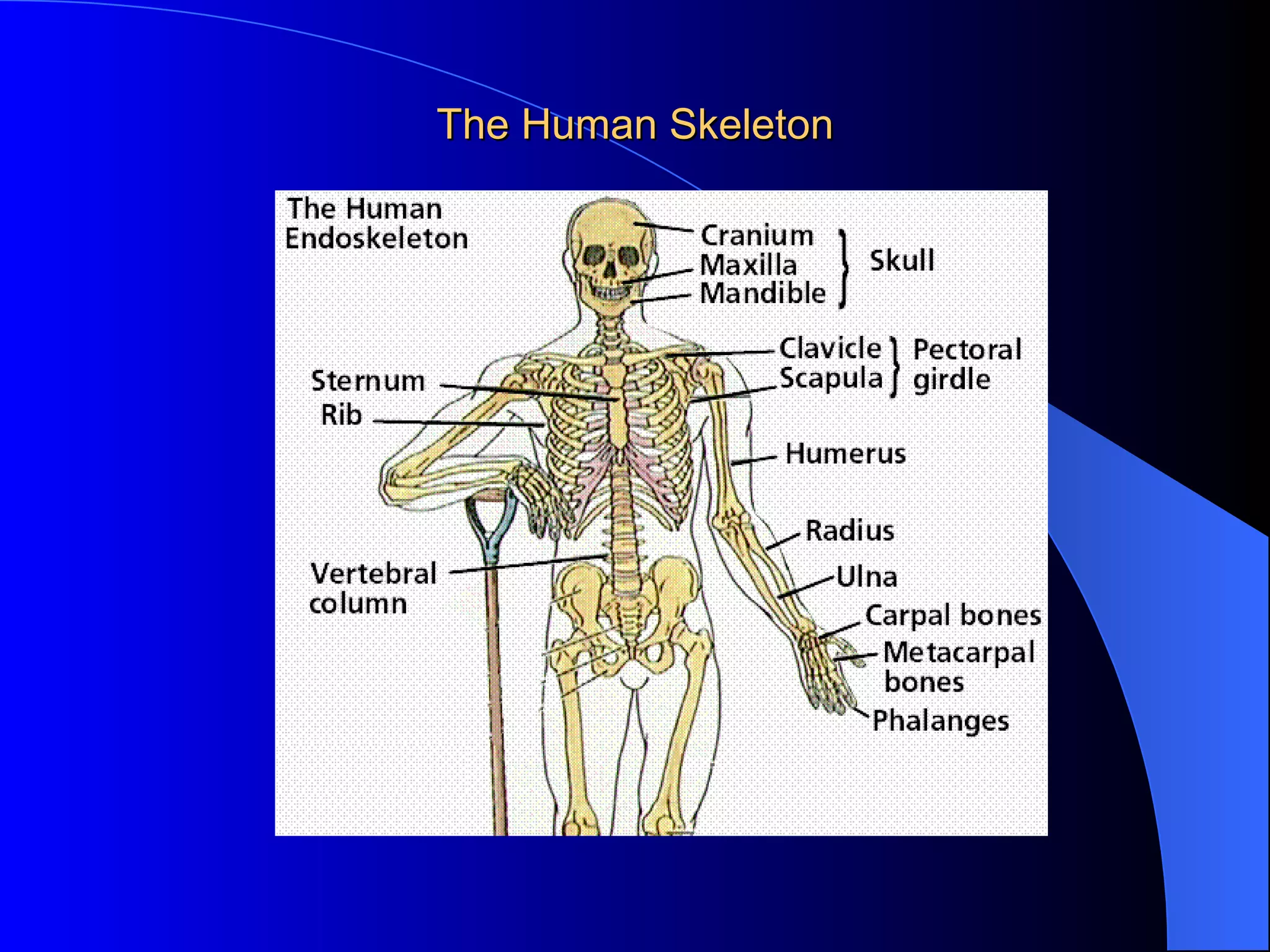 The human endoskeleton | PPT