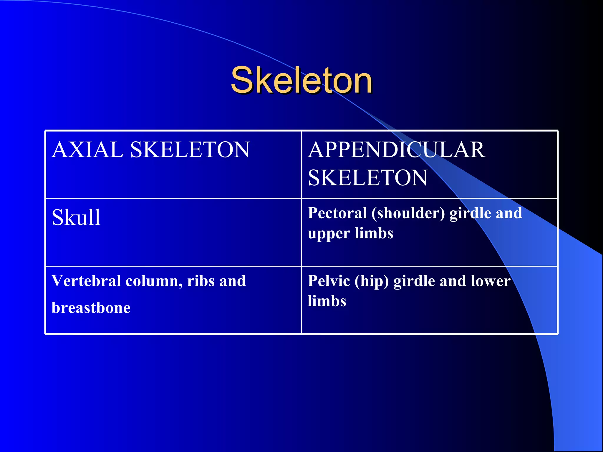 The human endoskeleton | PPT