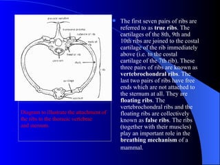 The human endoskeleton | PPT