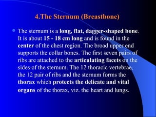 The human endoskeleton | PPT