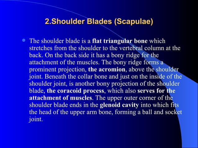 The human endoskeleton | PPT
