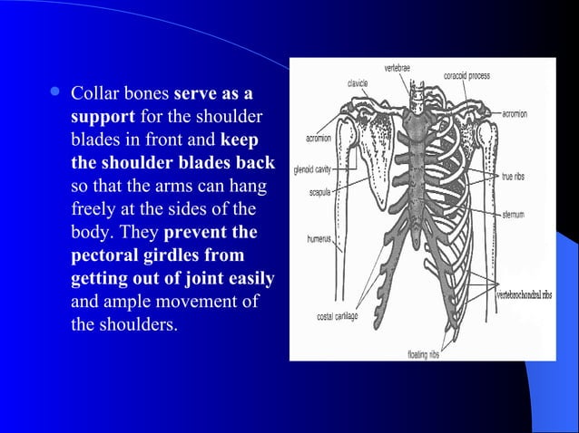 The human endoskeleton | PPT