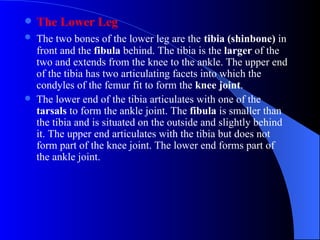 The human endoskeleton | PPT