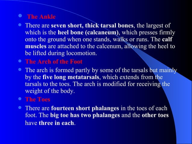 The human endoskeleton | PPT