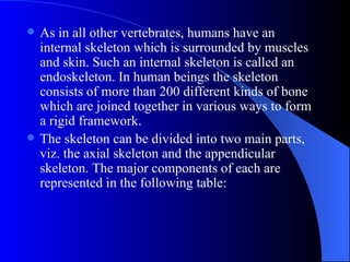 The human endoskeleton | PPT