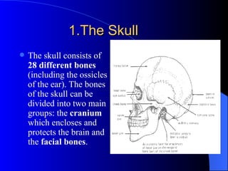 The human endoskeleton | PPT