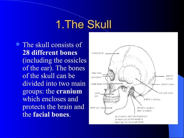 The human endoskeleton | PPT