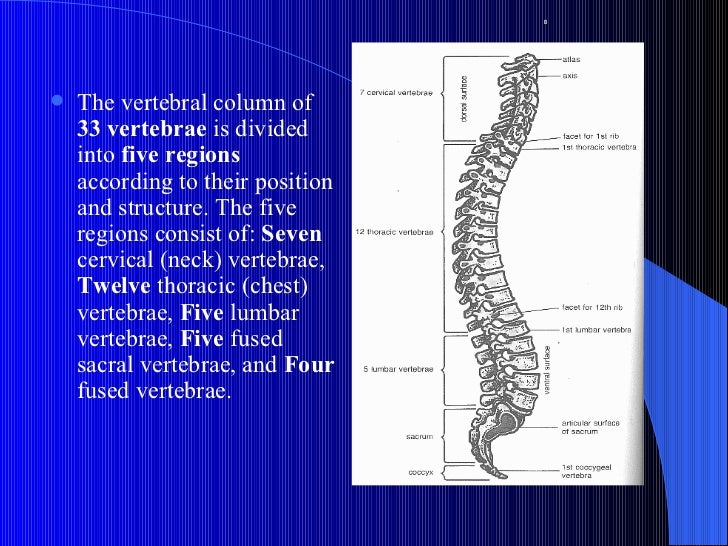 The human endoskeleton