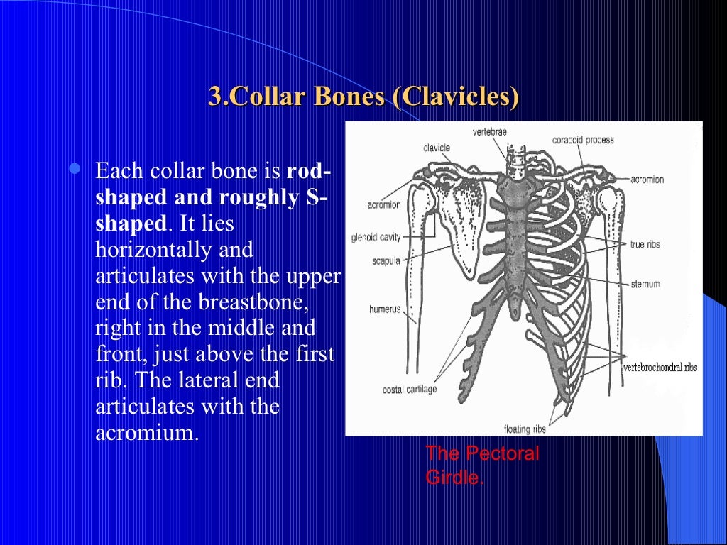 The human endoskeleton