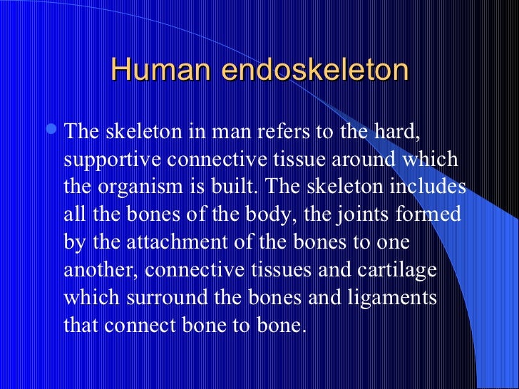The human endoskeleton