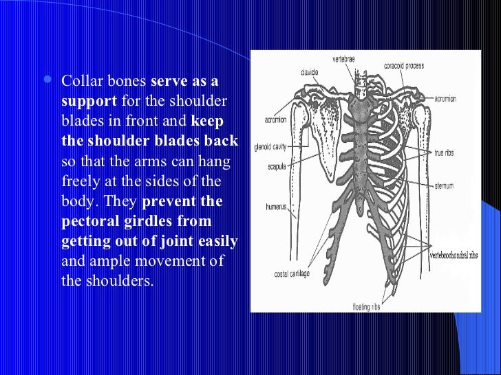 The human endoskeleton