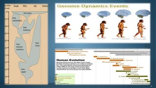 The human evolution | PPTX