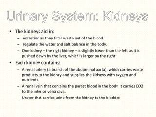 The human excretory system | PPTX