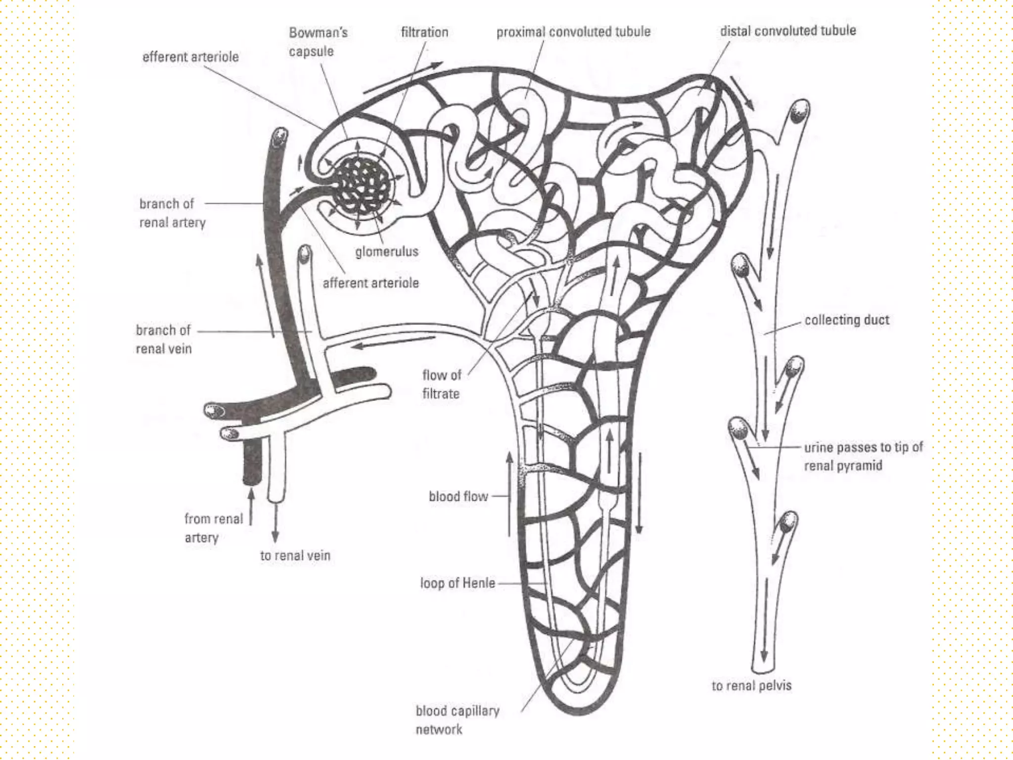 The Human Excretory System | PPTX