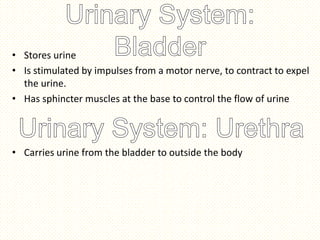 The Human Excretory System | PPTX