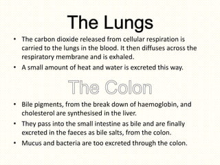 The Human Excretory System | PPT